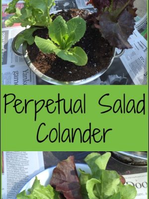 frugal homemade Archives - Mashup Mom