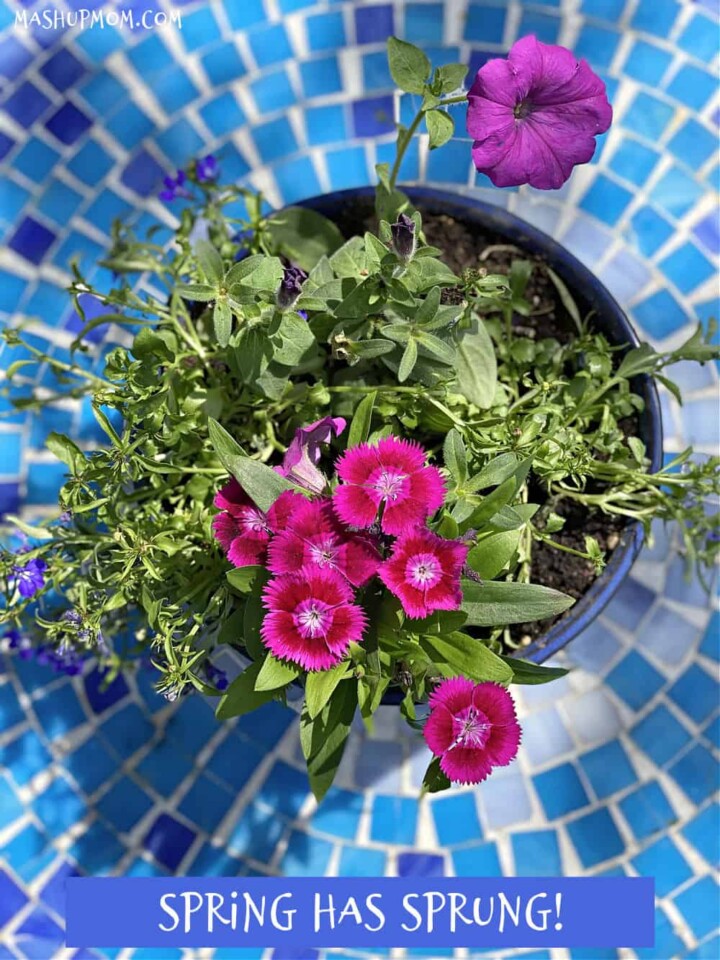 Spring Has Sprung!