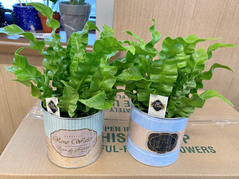ALDI Finds 9/22/21: German Week, Pierogies, Cutie Plants!