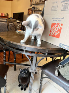 Cat Merger! Caturday with the Notorious BKL and Friends