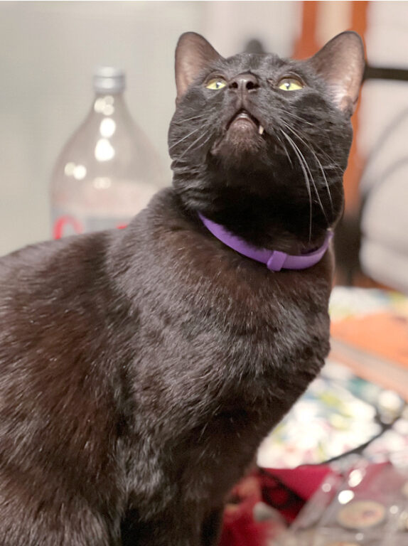 Life is a Game: Caturday with the Notorious BKL and Friends